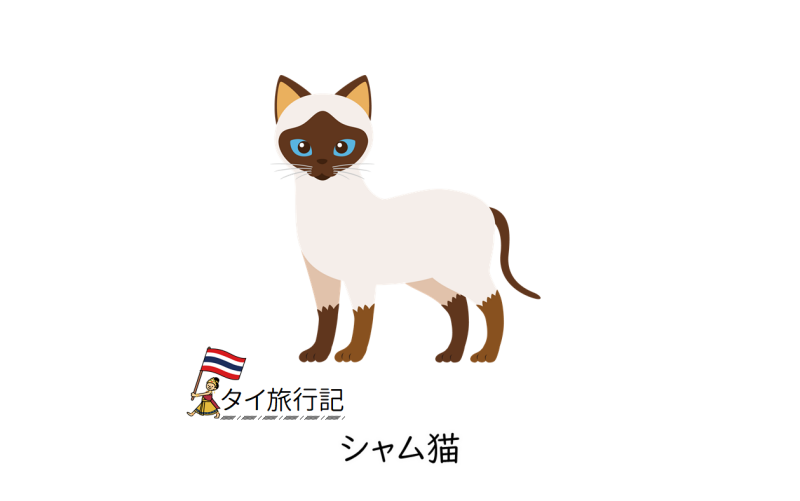 シャム猫 | kunkun